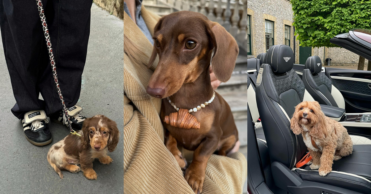 9 Posh Accessories That Every Pampered Pooch Needs